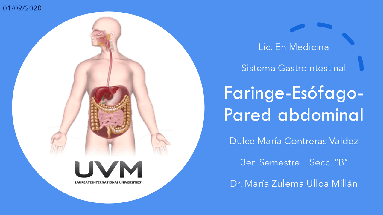 Faringe Esófago Pared Abdominal Docsity