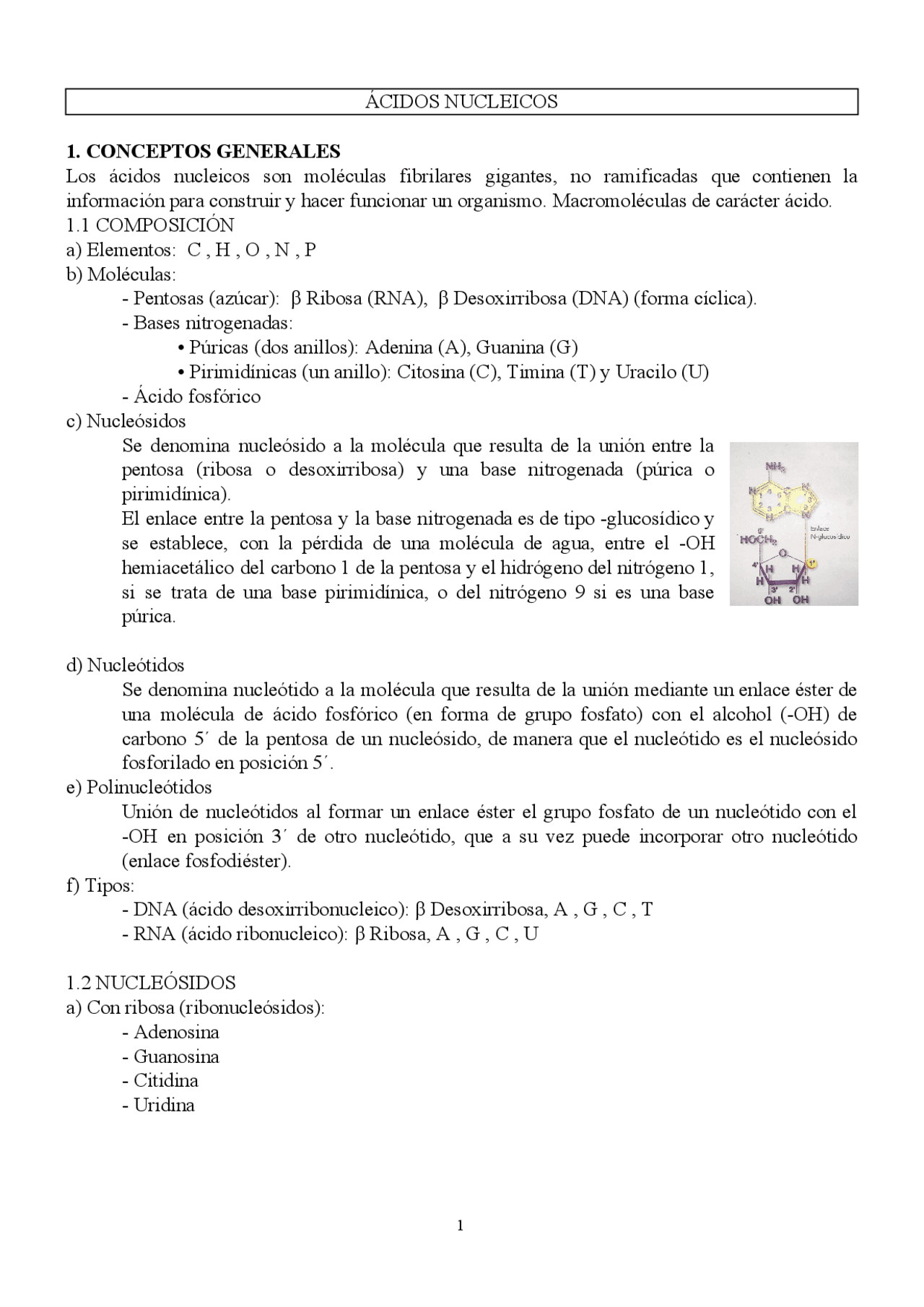 ácidos Nucleicos Bachillerato Appunti Di Biologia Docsity