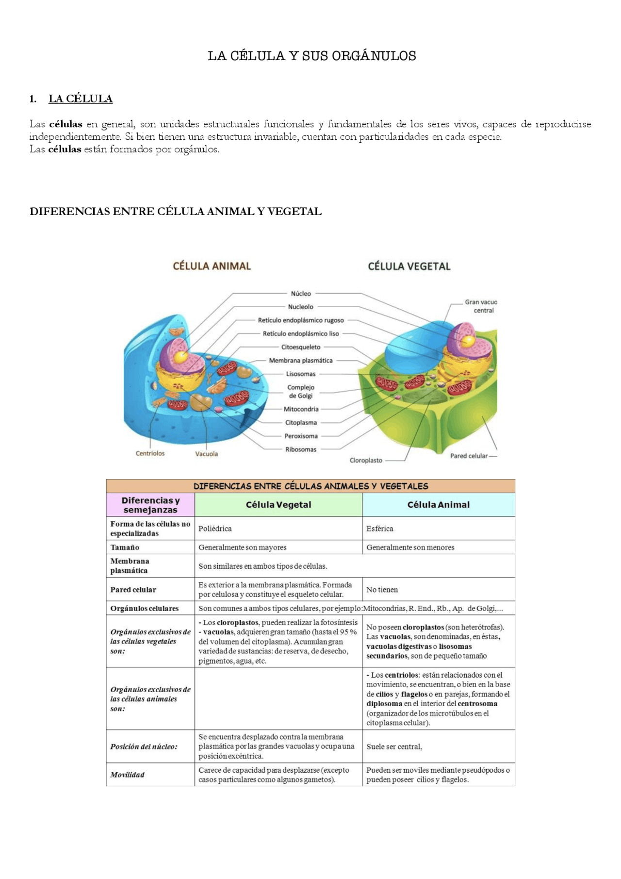 La CÉlula Y Sus OrgÁnulos Docsity