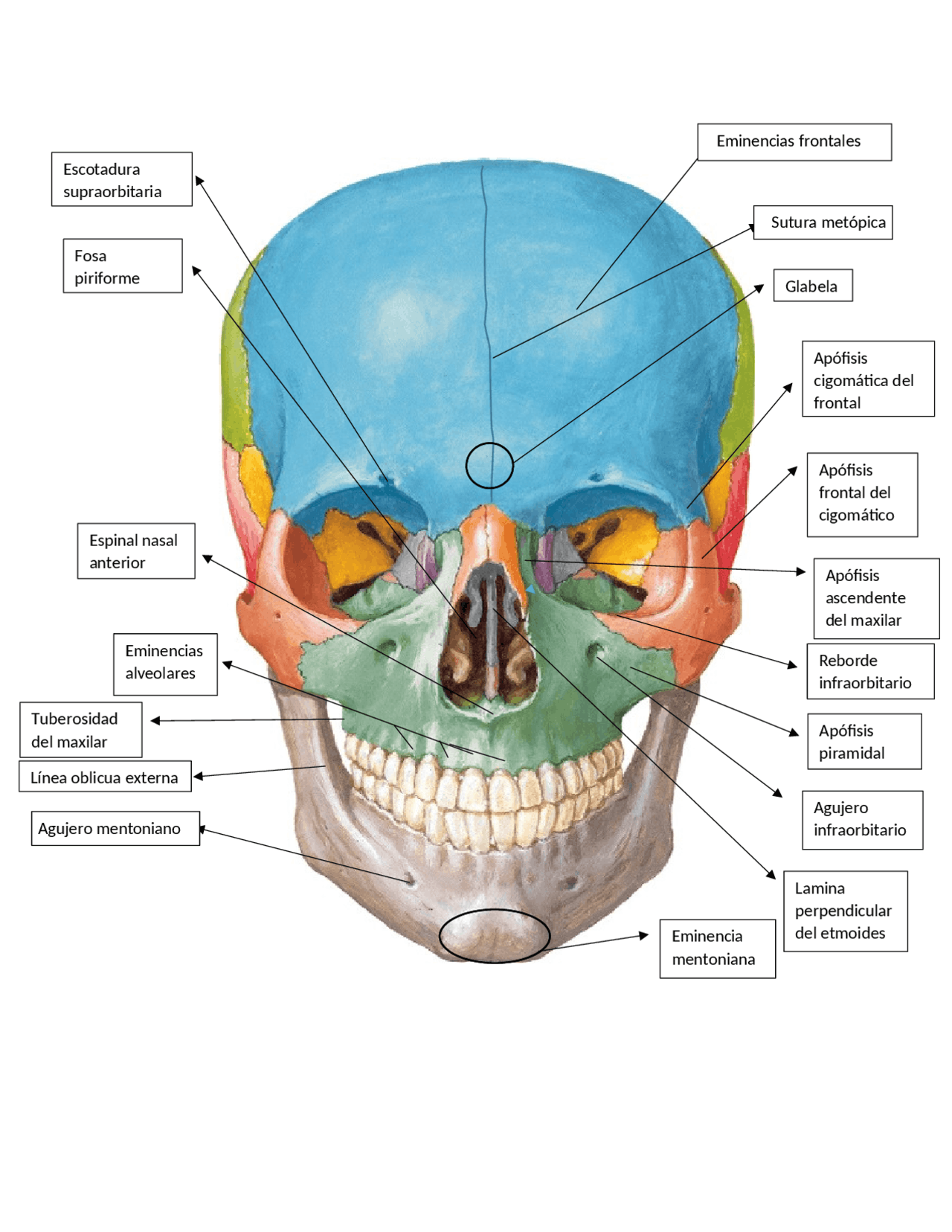 Anatomía cabeza (exocraneal, endocraneal) | Apuntes de Anatomía | Docsity