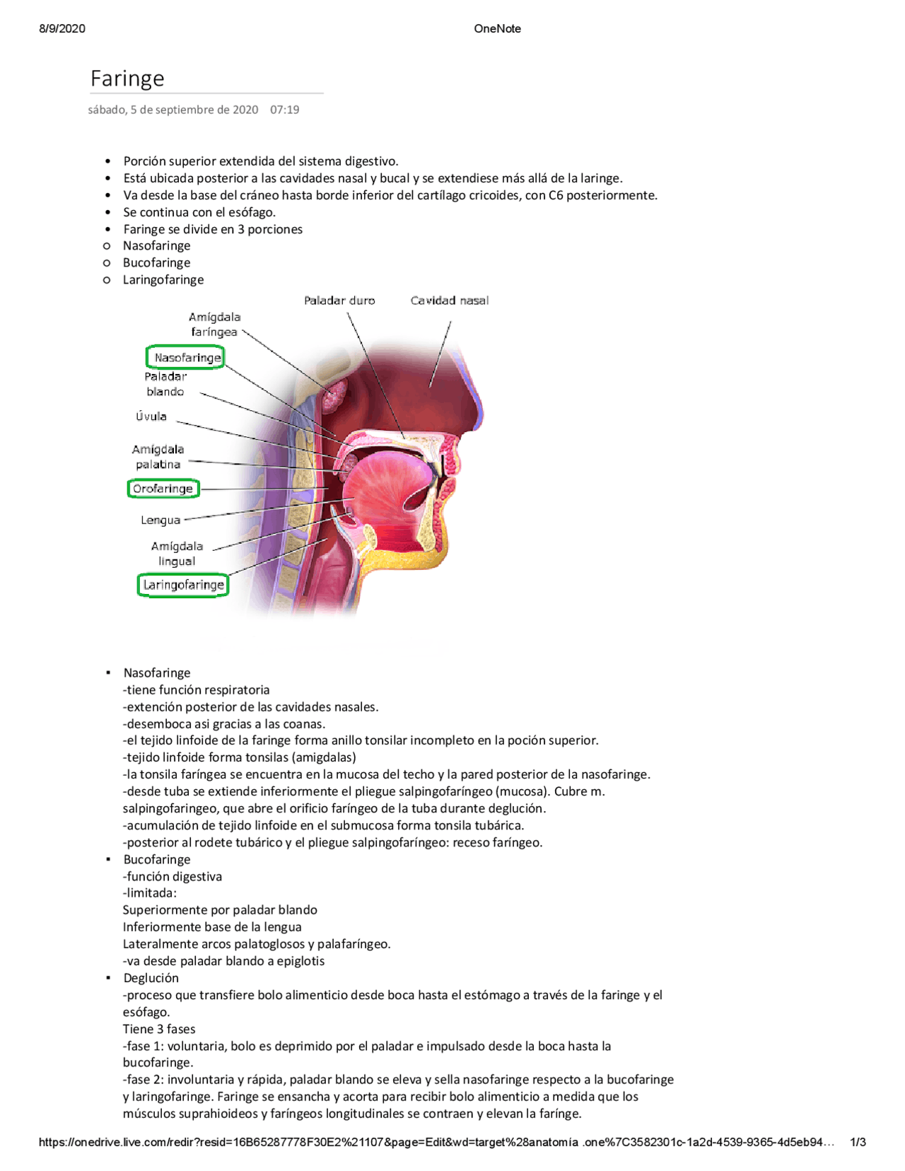 Faringe Resumen Moore Apuntes De Anatomía Docsity