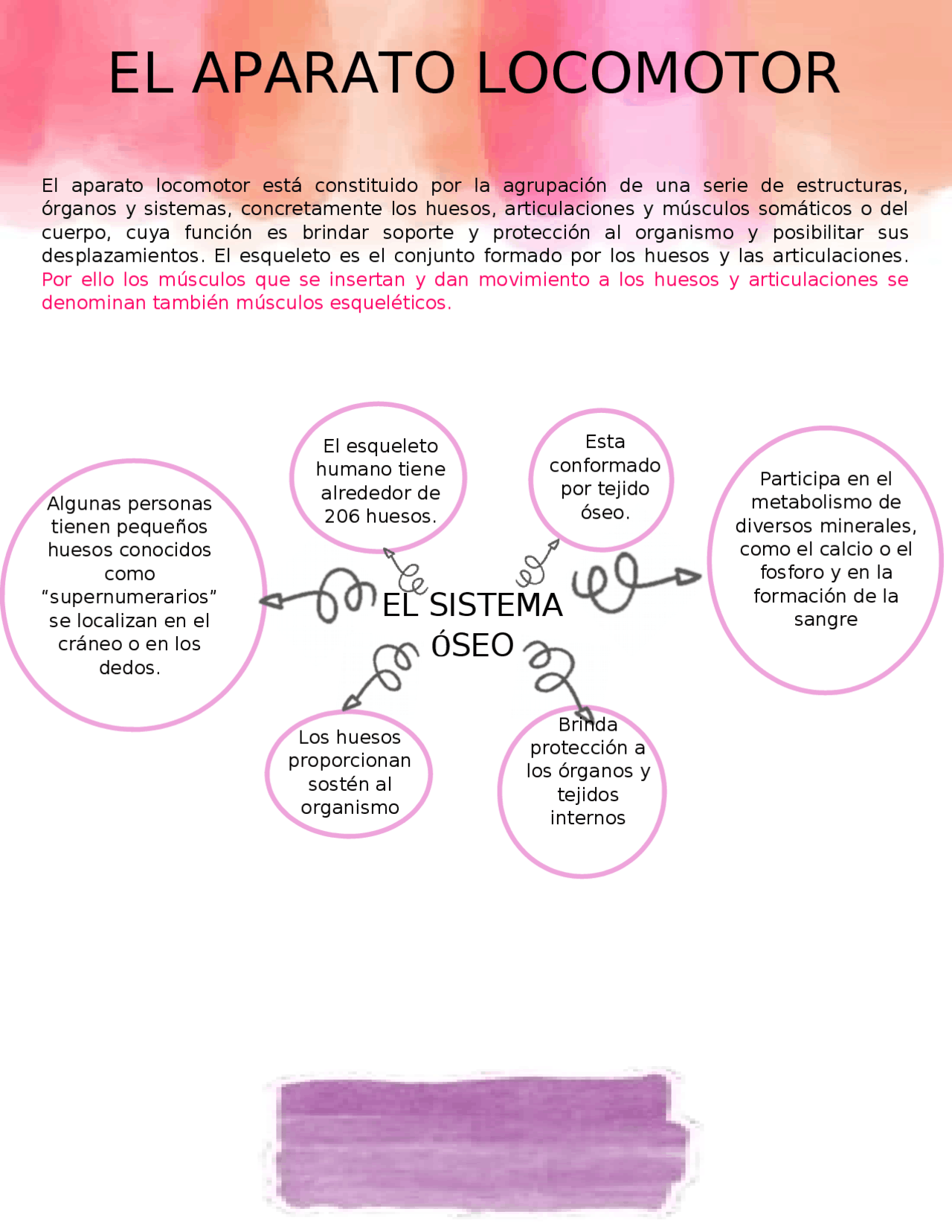 Apuntes De Anatomía Sistemas Del Cuerpo Humano Apuntes De Anatomía