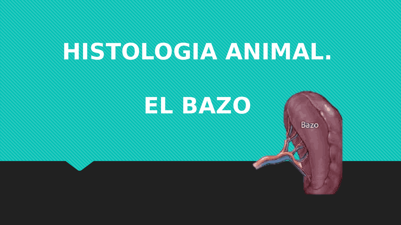 Histología del bazo en animales | Diapositivas de Histología Animal ...