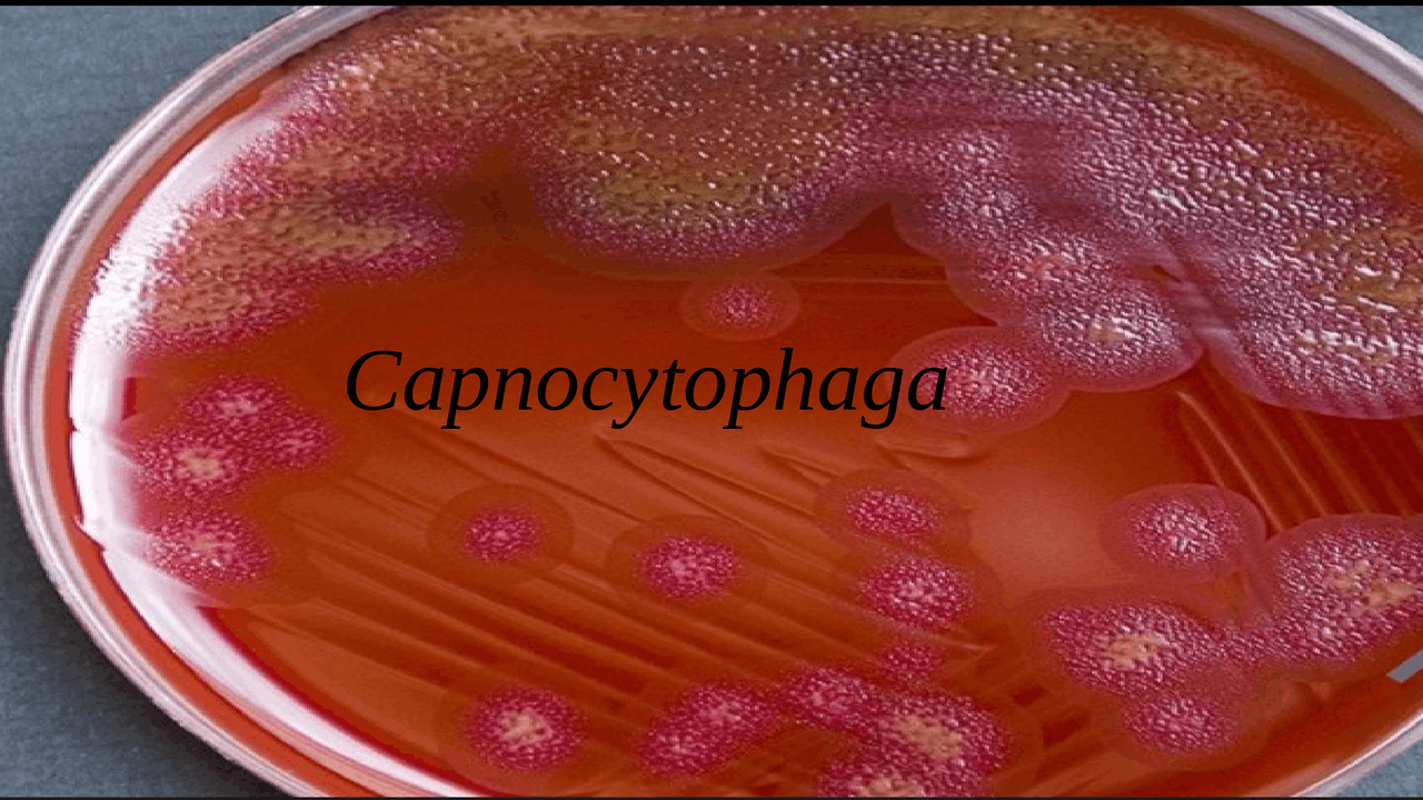 Capnocytophaga caracteristicas - Docsity