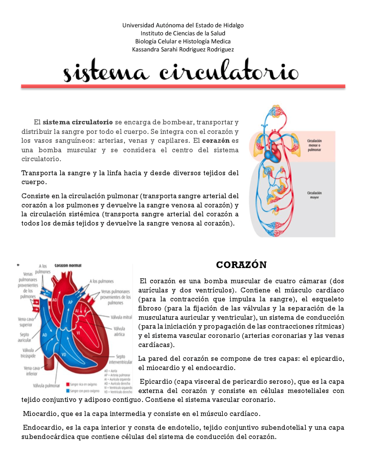 Sistema Circulatorio Docsity