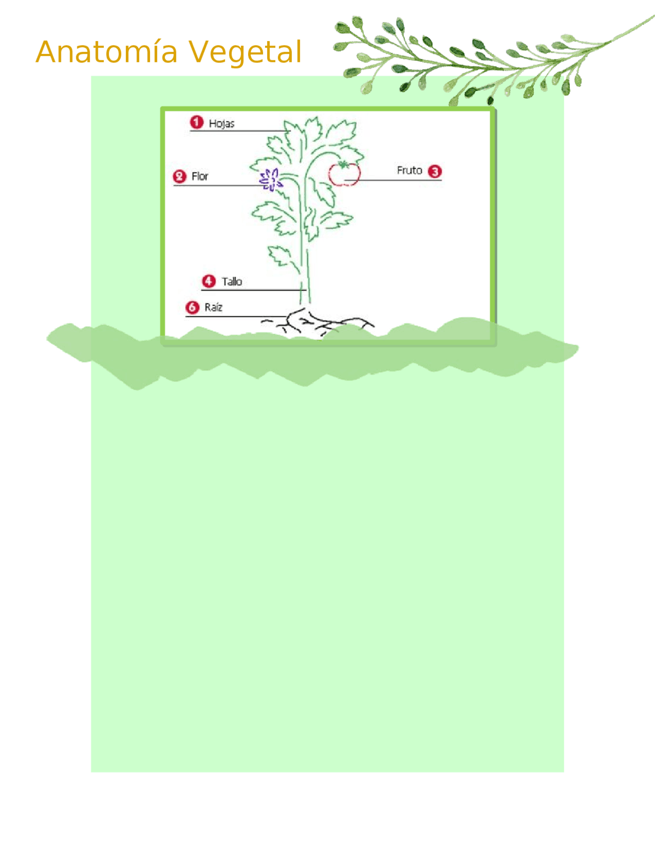 Anatomia vegetal, conceptos. - Docsity