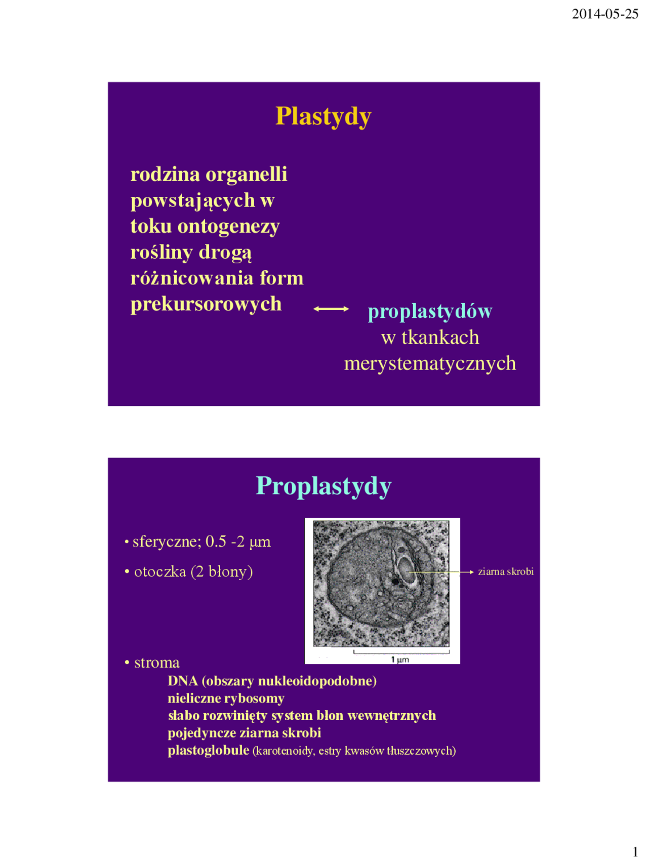 Plastydy: proplastydy: leukoplasty, amyloplasty, chloroplasty ...