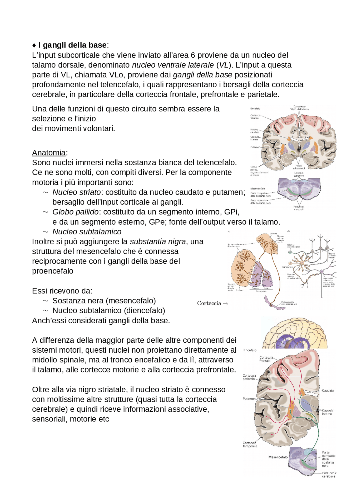 Riassunto N11 Di Neuroscienze Che Integra Libro Di Testo Slide Del