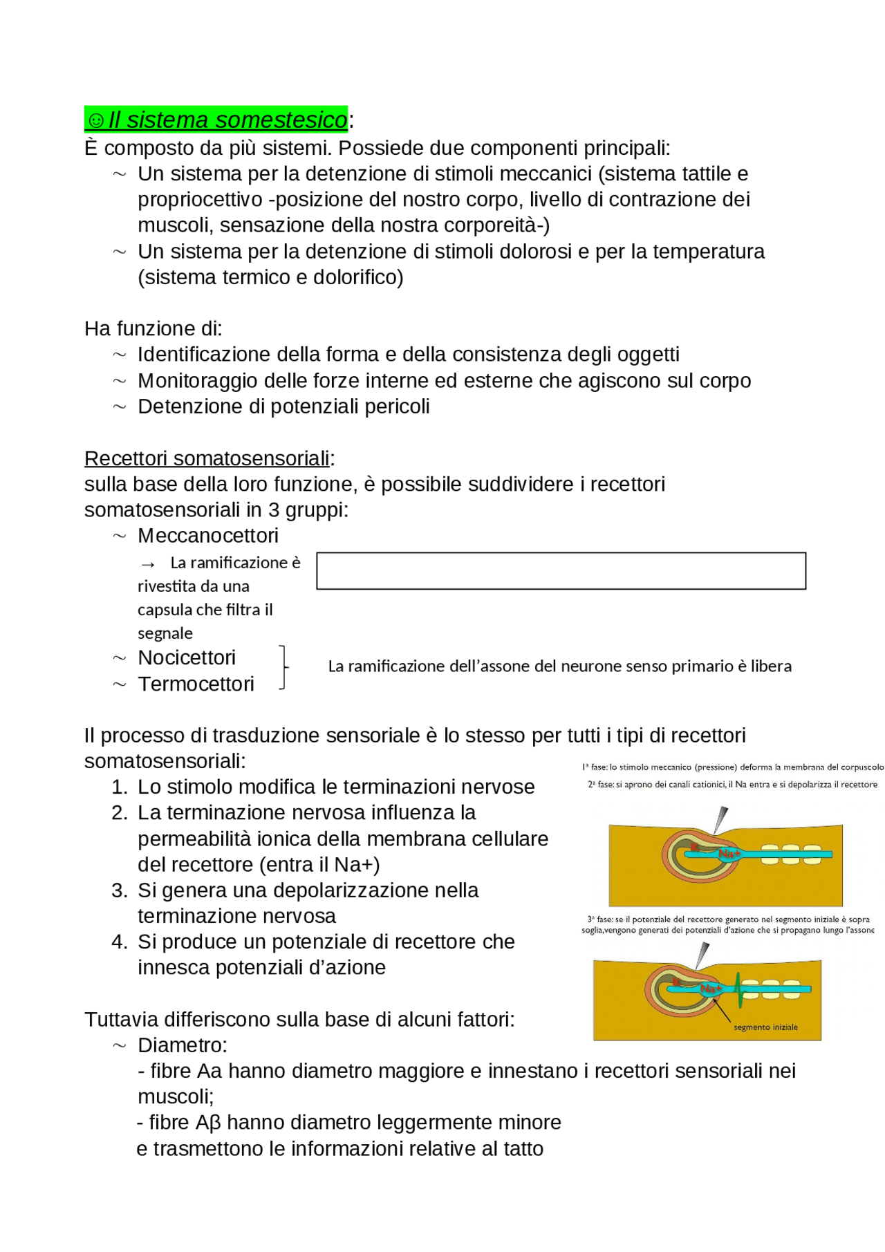Riassunto N8 Di Neuroscienze Che Integra Libro Di Testo Slide Del