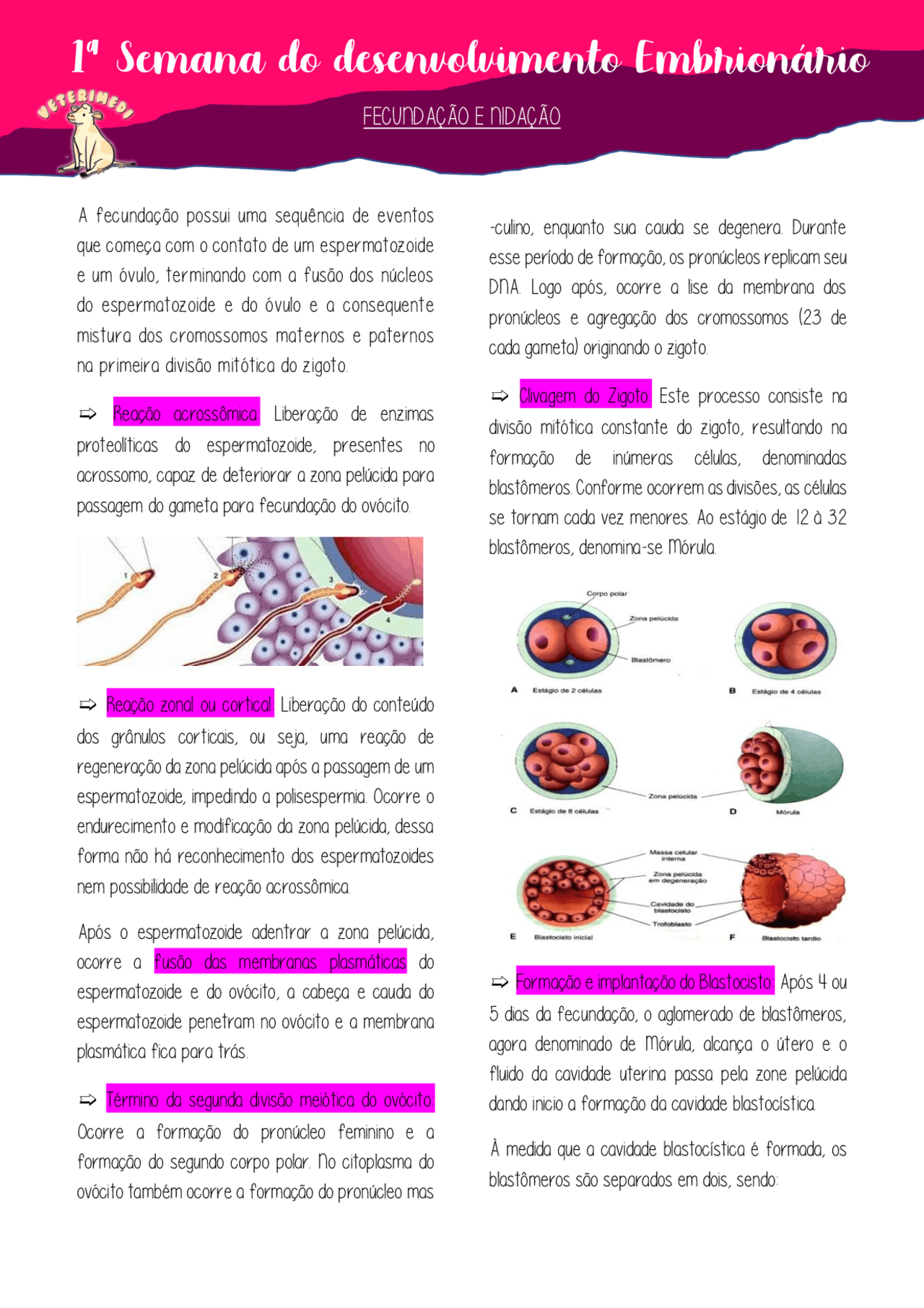 Resumo Fecundação E Nidação Resumos Embriologia Docsity