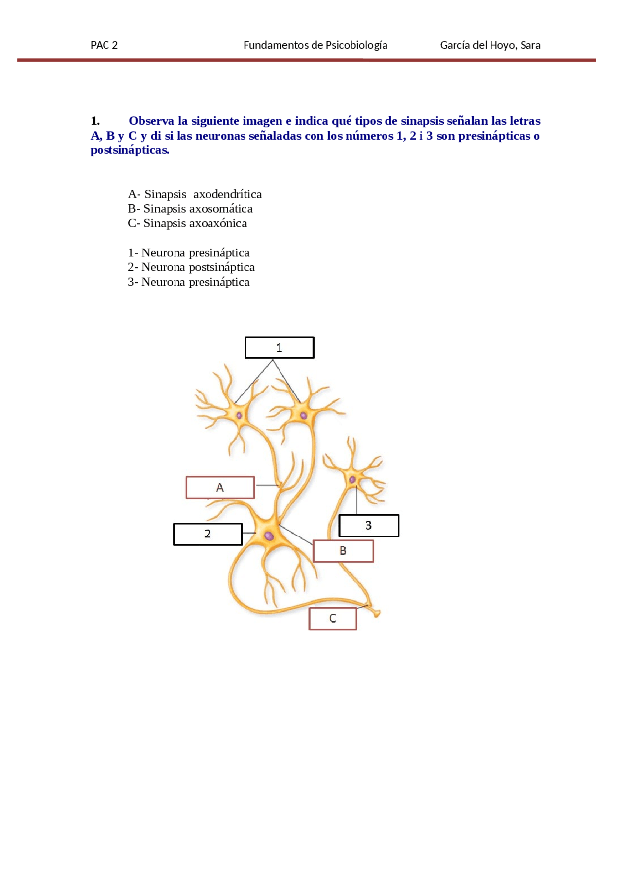 Pac 2 Ejercicios Resueltos De Psicobiología Docsity