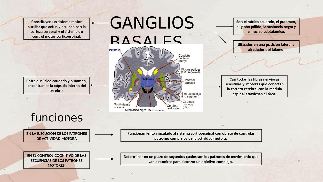 Ganglios Basales - concepto y funcion | Apuntes de Anatomía | Docsity