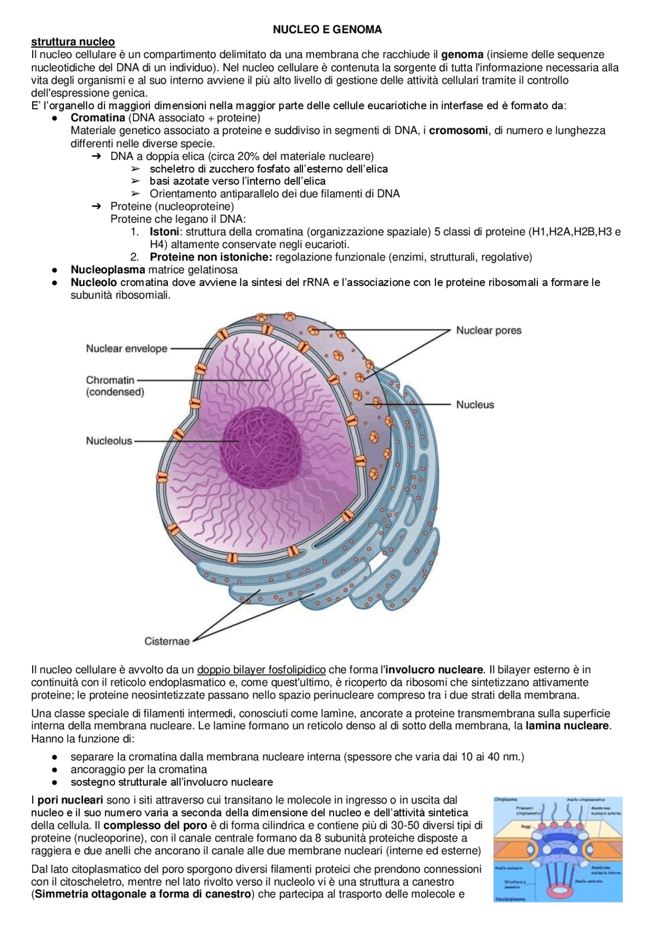 Il nucleo: struttura e funzioni - Docsity