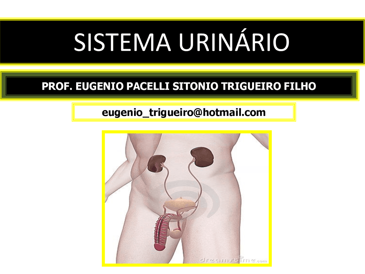 Sistema UrinÁrio Com Suas FunÇÕes Docsity