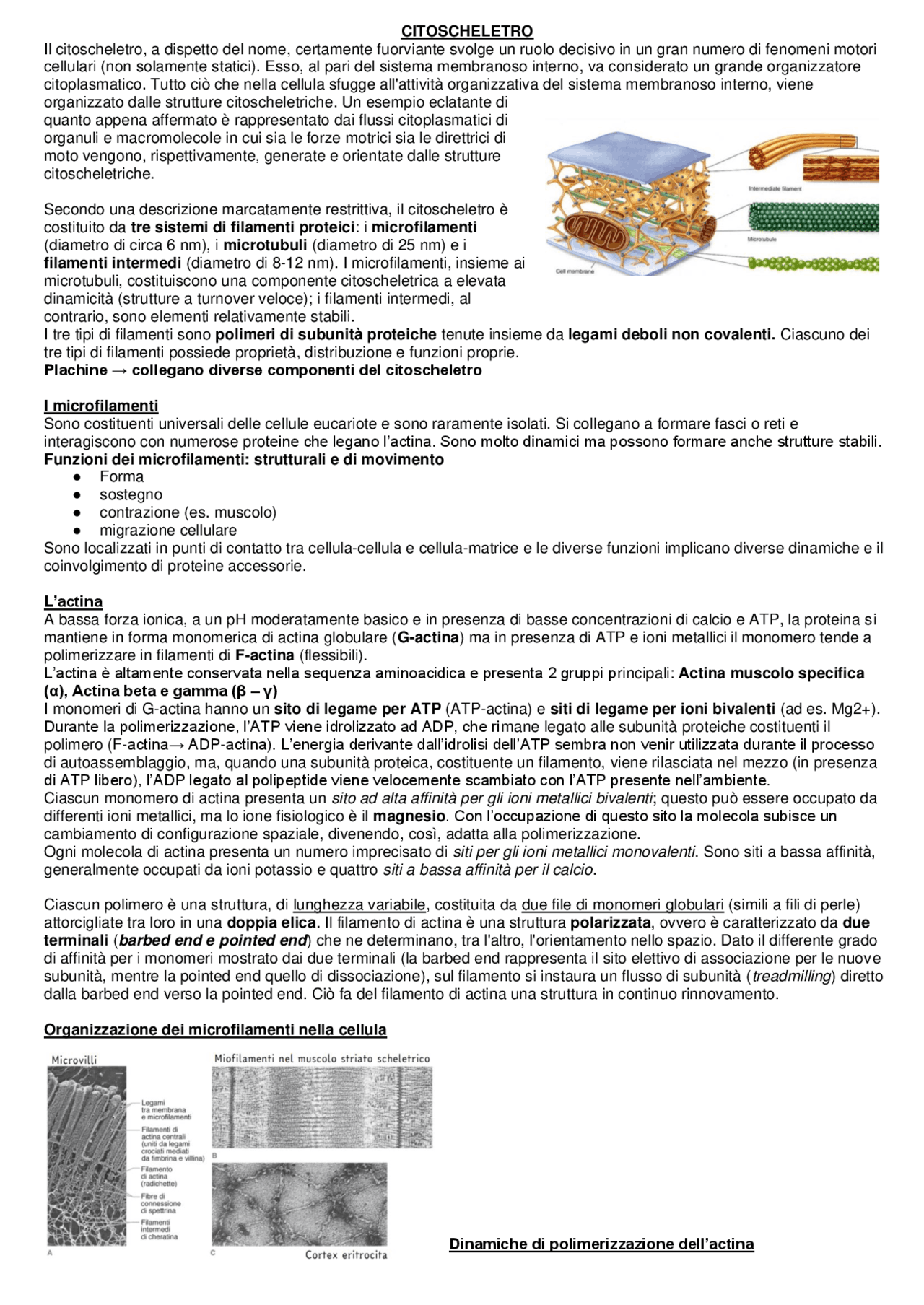 Il Citoscheletro Morfologia E Funzioni Docsity
