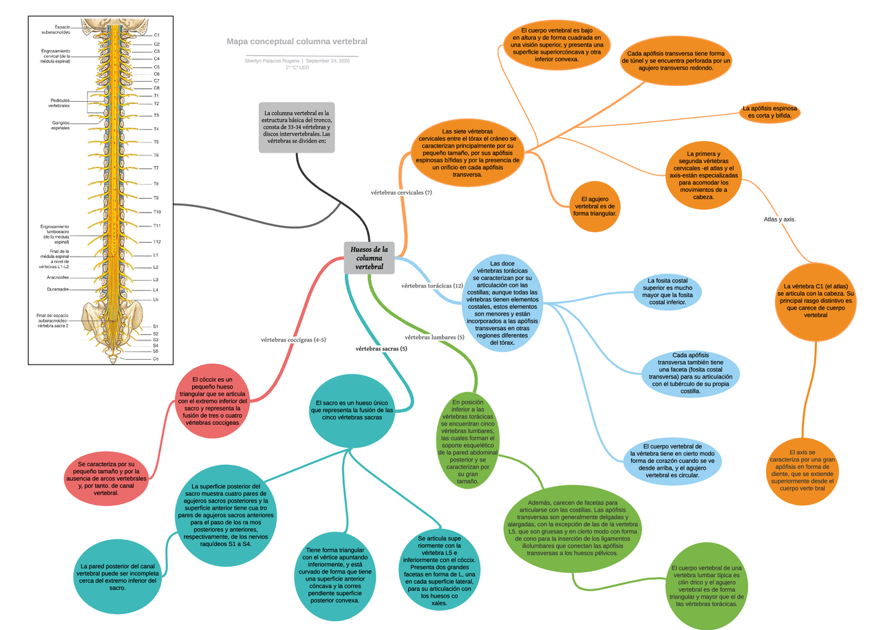 Mapa conceptual columna vertebral | Esquemas y mapas conceptuales de ...