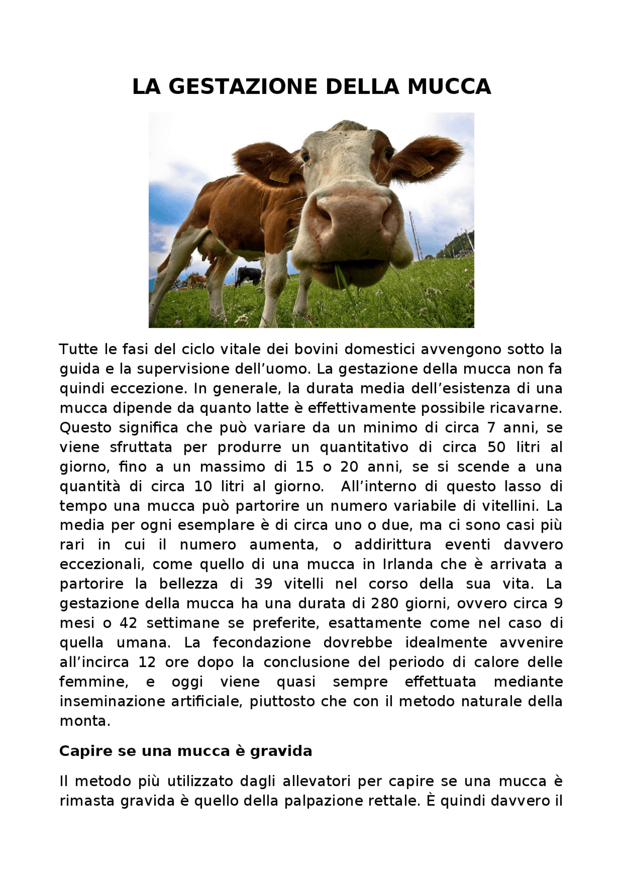 LA GESTAZIONE DELLA MUCCA - Docsity