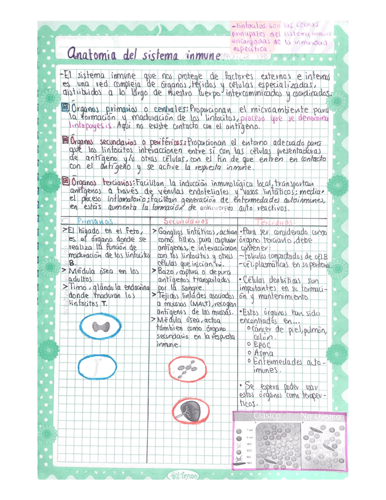 Anatomía Sistema Inmune Docsity