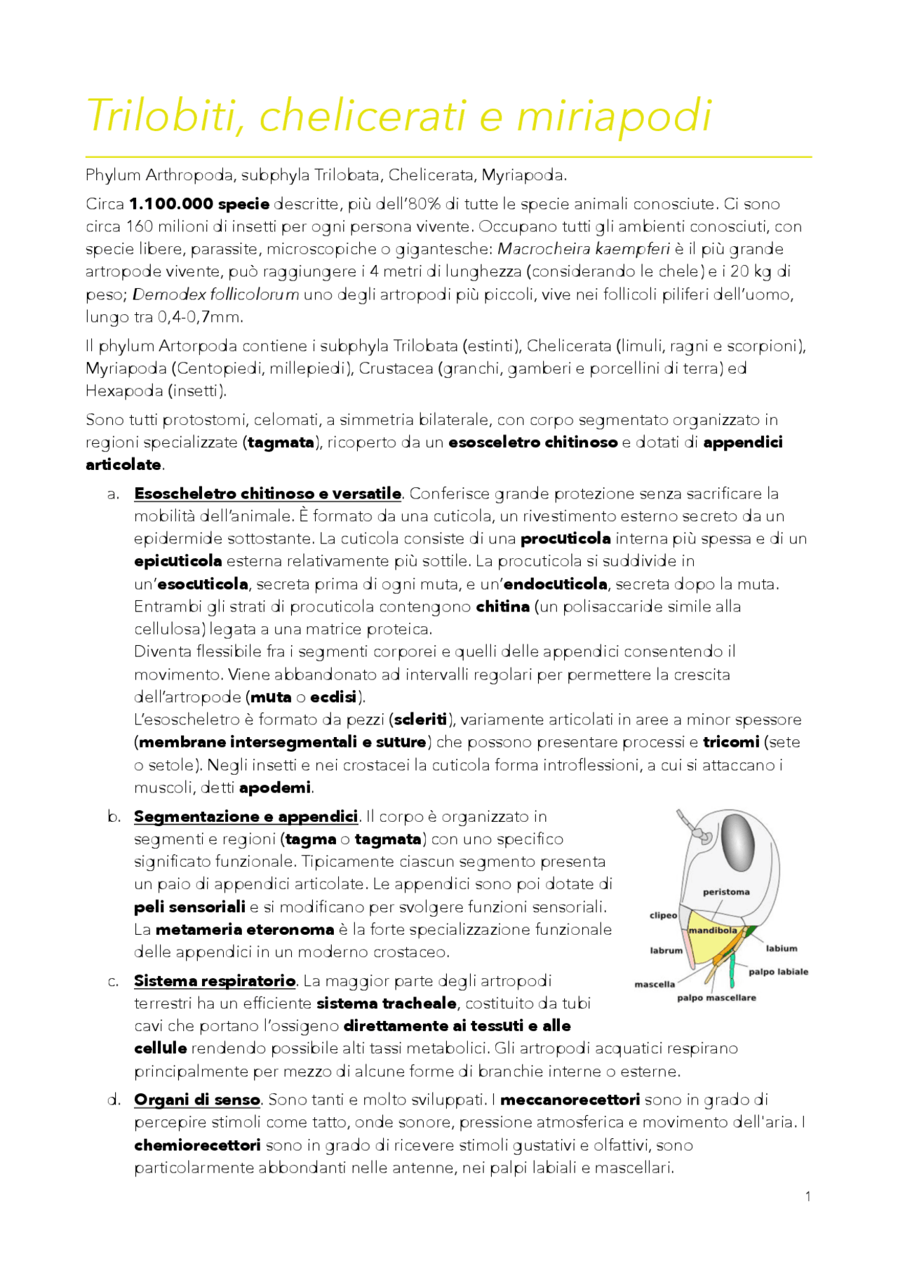 Trilobiti, chelicerati e miriapodi | Sintesi del corso di Zoologia ...