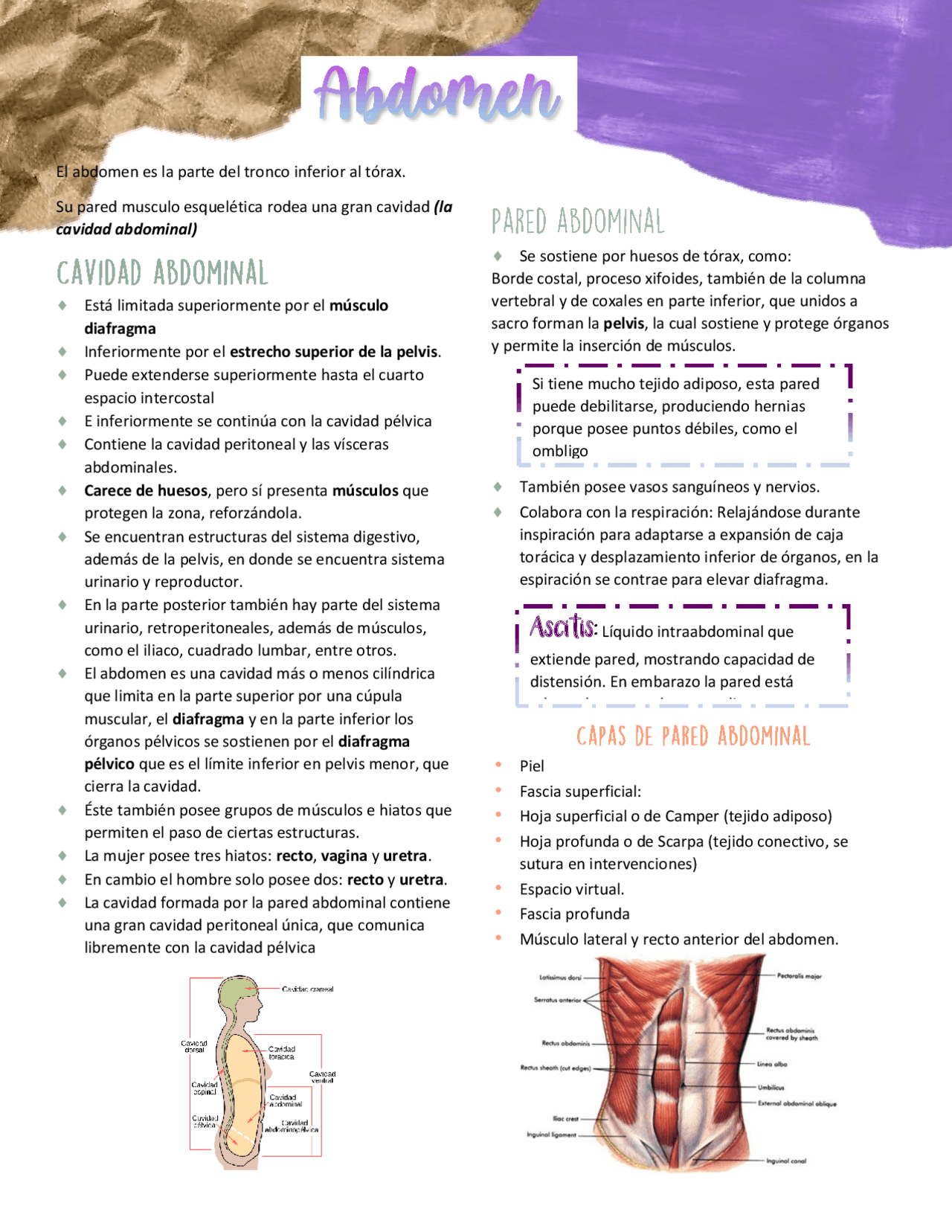Abdomen y Miembro inferior | Appunti di Anatomia | Docsity