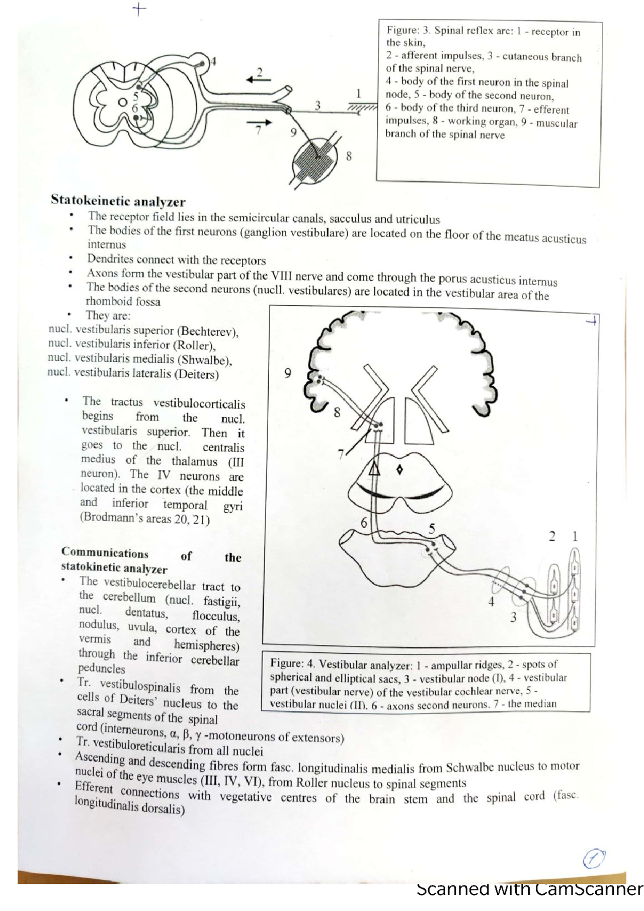 Ear anatomical explanation - Docsity