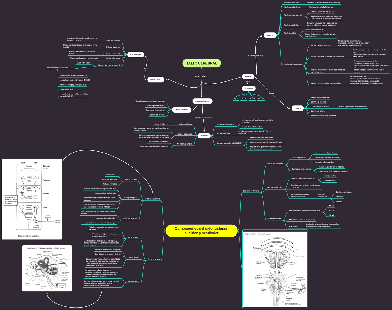 Mapa conceptual tema 11-1 tallo cerebral.pdf | Apuntes de Neuroanatomía ...