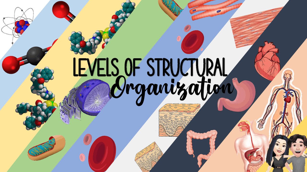 Levels of structural organization - Docsity