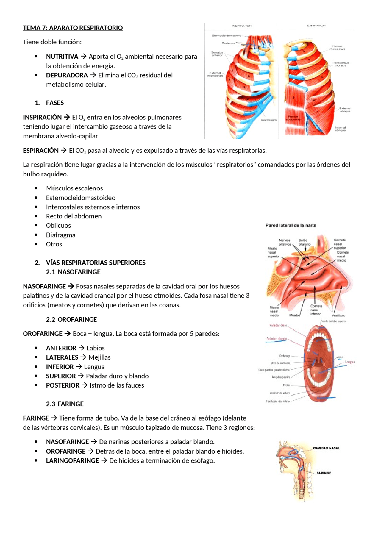 Aparato Respiratorio EnfermerÍa Docsity