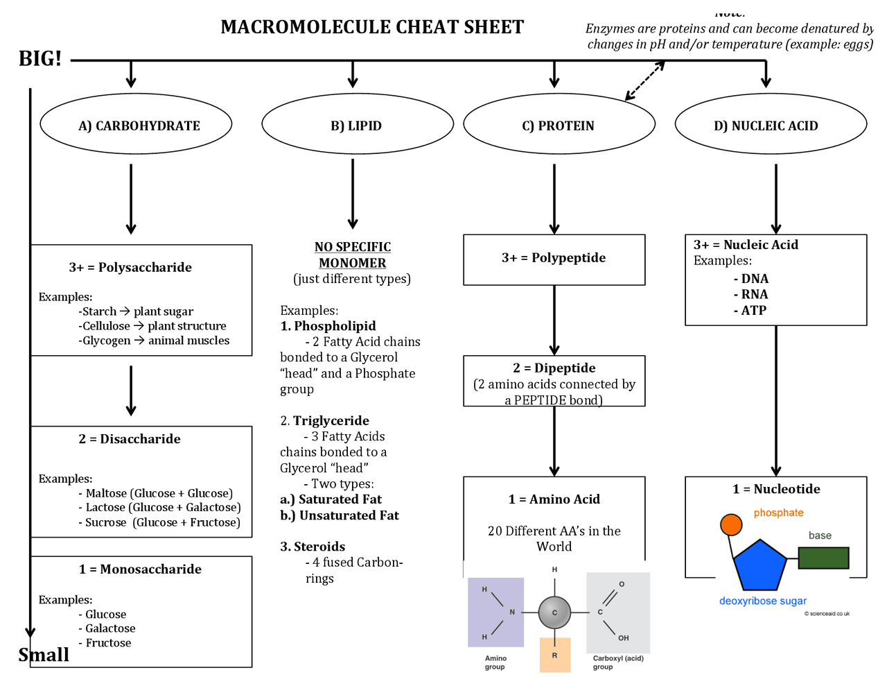 Macromolecule Cheat Sheet | Cheat Sheet Molecular biology | Docsity