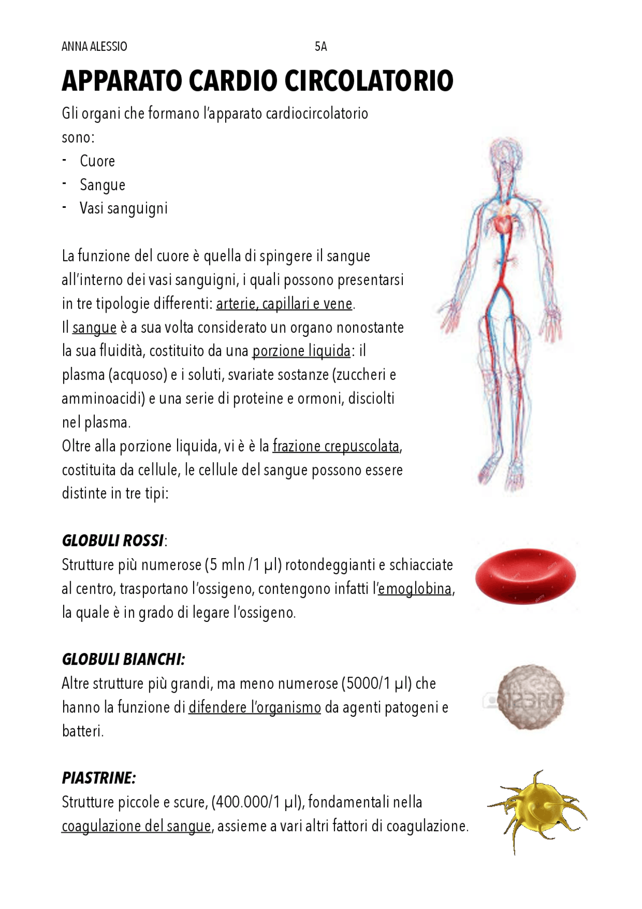 Apparato Cardio Circolatorio Docsity