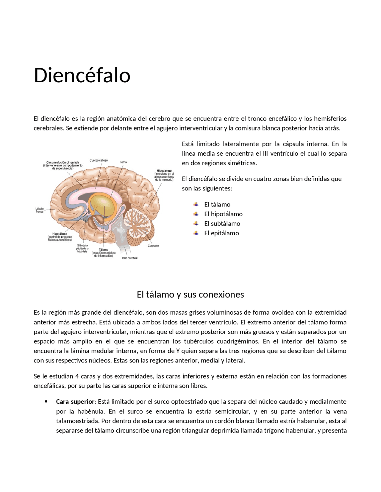 Diencefalo descripcion y anatomia - Docsity