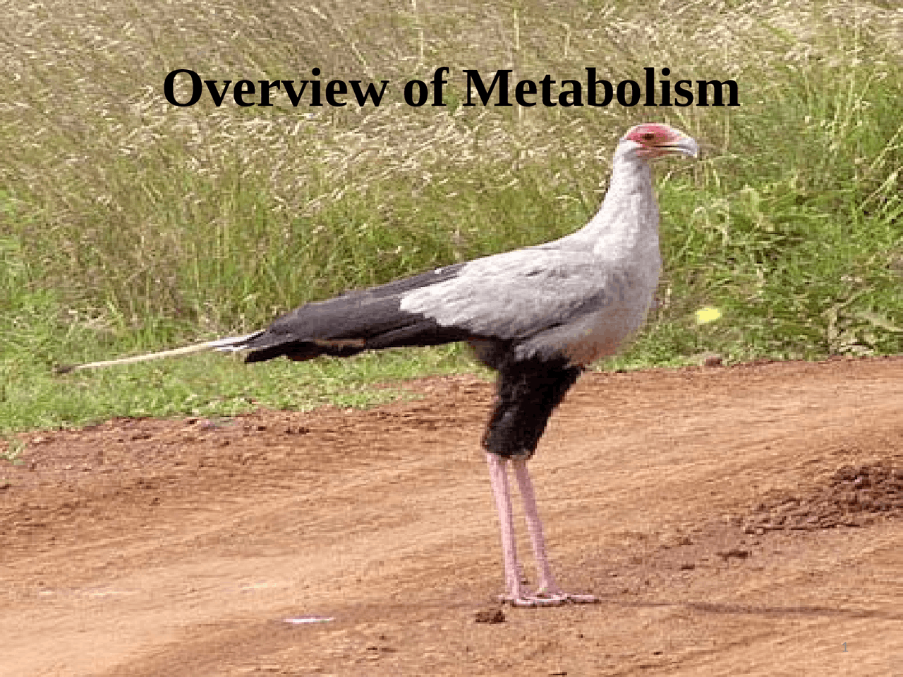 Introduction To Metabolism Docsity