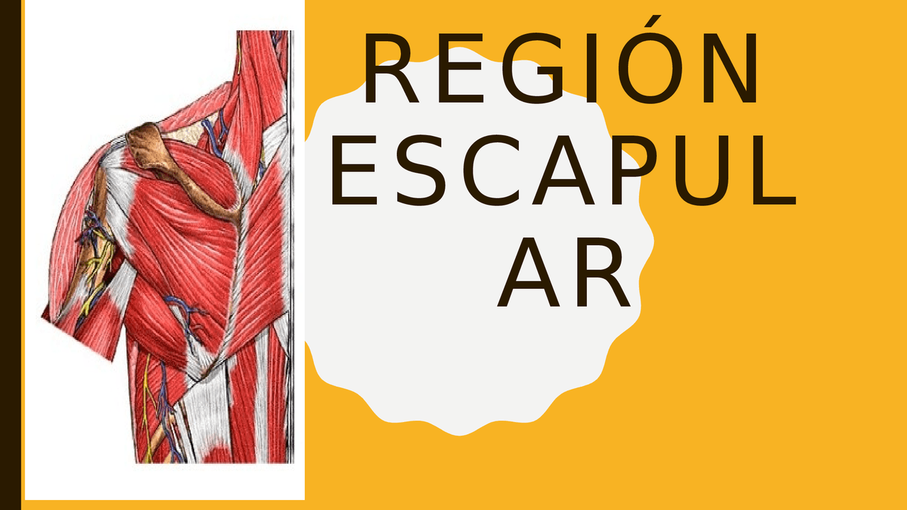 Región escapular partes que componen el hombro nervios vasos y venas ...