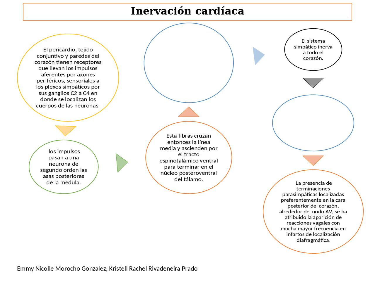 Inervacion del corazon | Esquemas y mapas conceptuales de Anatomía ...