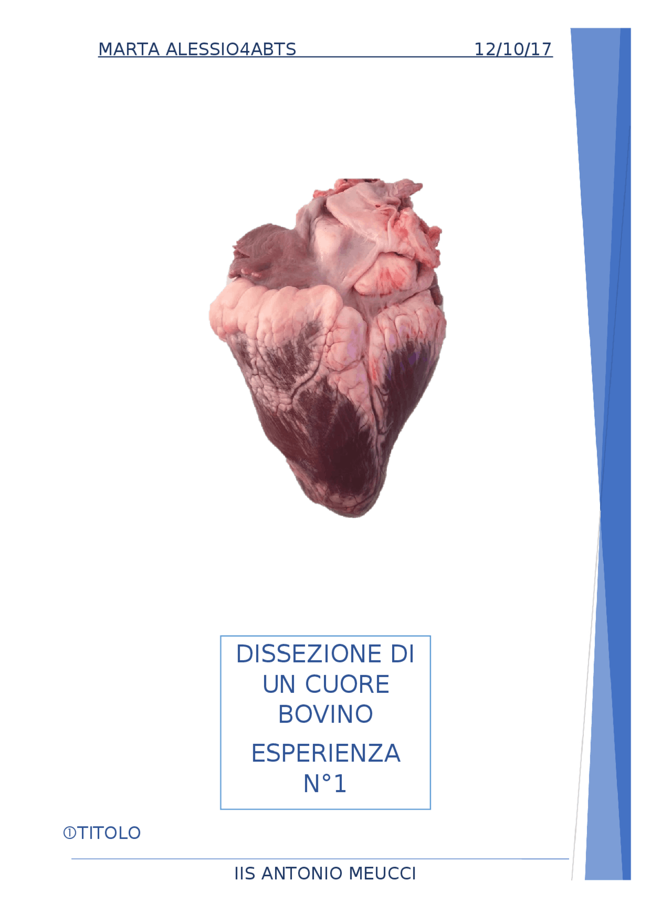 Dissezione Di Un Cuore Esperienza Di Laboratorio Docsity