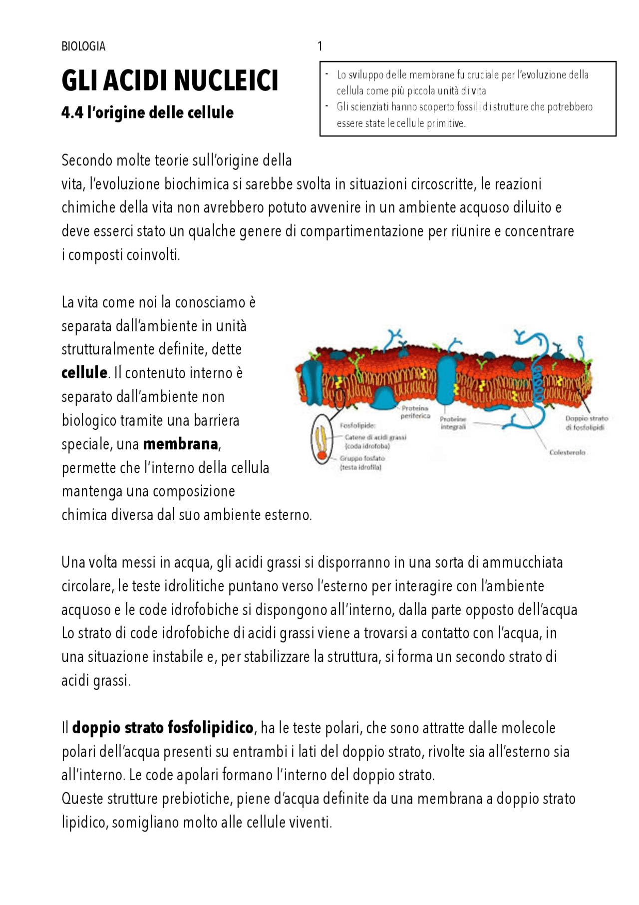 Gli Acidi Nucleici 1 Struttura Degli Acidi Nucleici Docsity