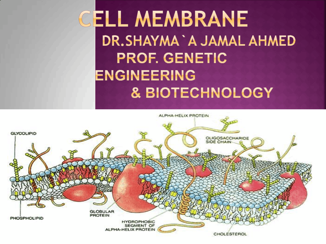HDTD-B-2,3- cell membranes.pdf HDTD-B-2,3- cell membranes.pdf - Docsity
