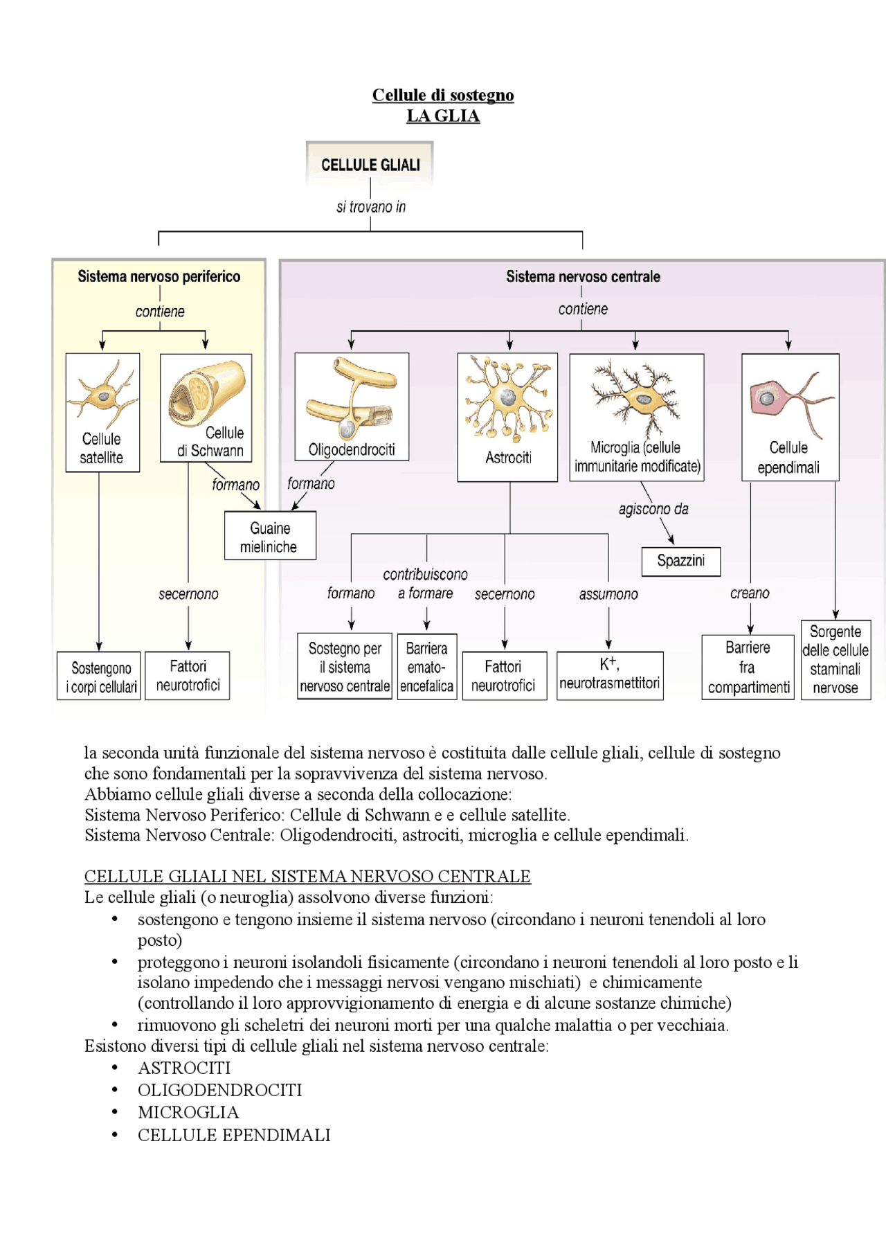 Cellule gliali sistema nervoso centrale - Docsity