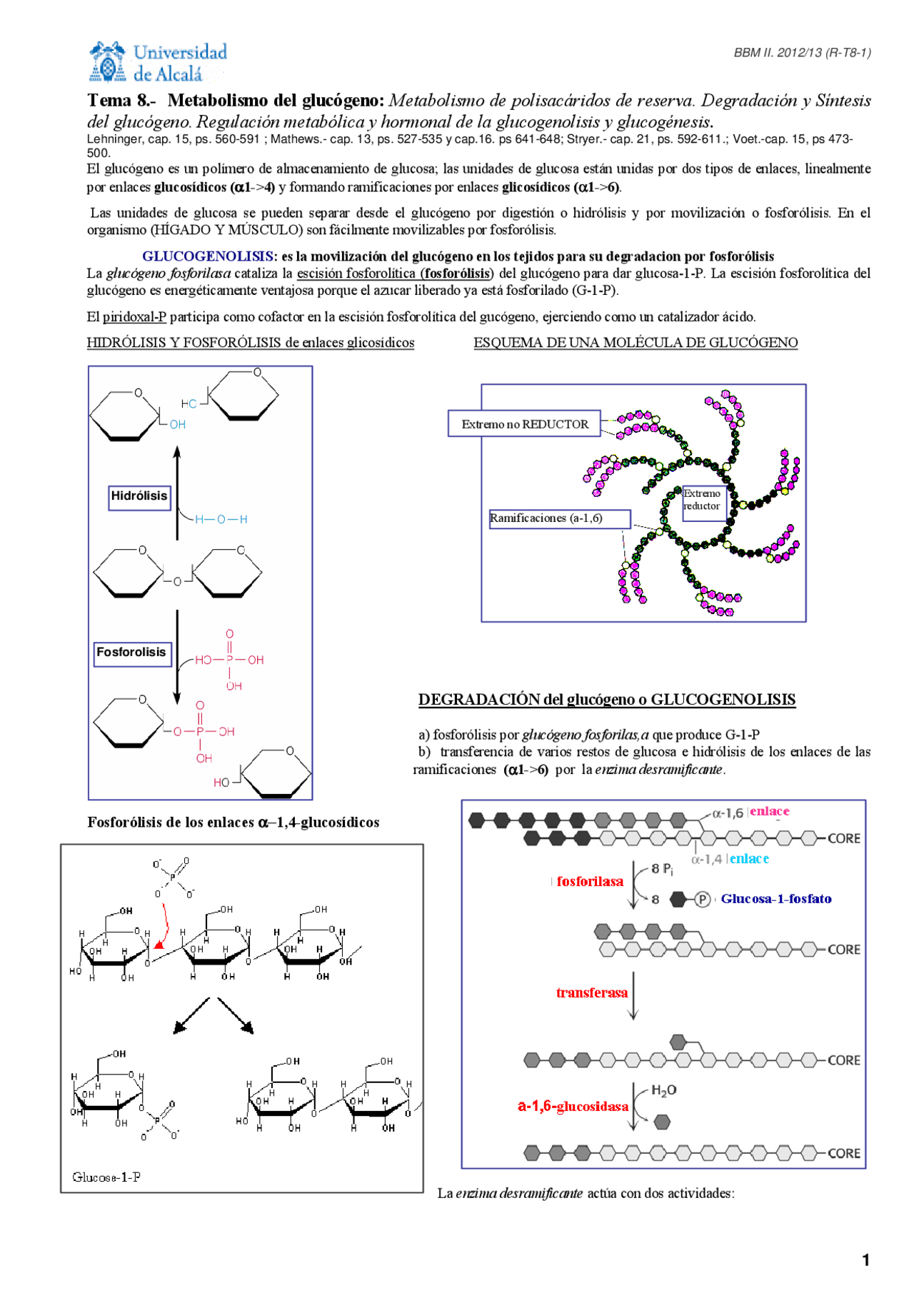 Funcion anatomica y fisiologica del pancreas - Docsity