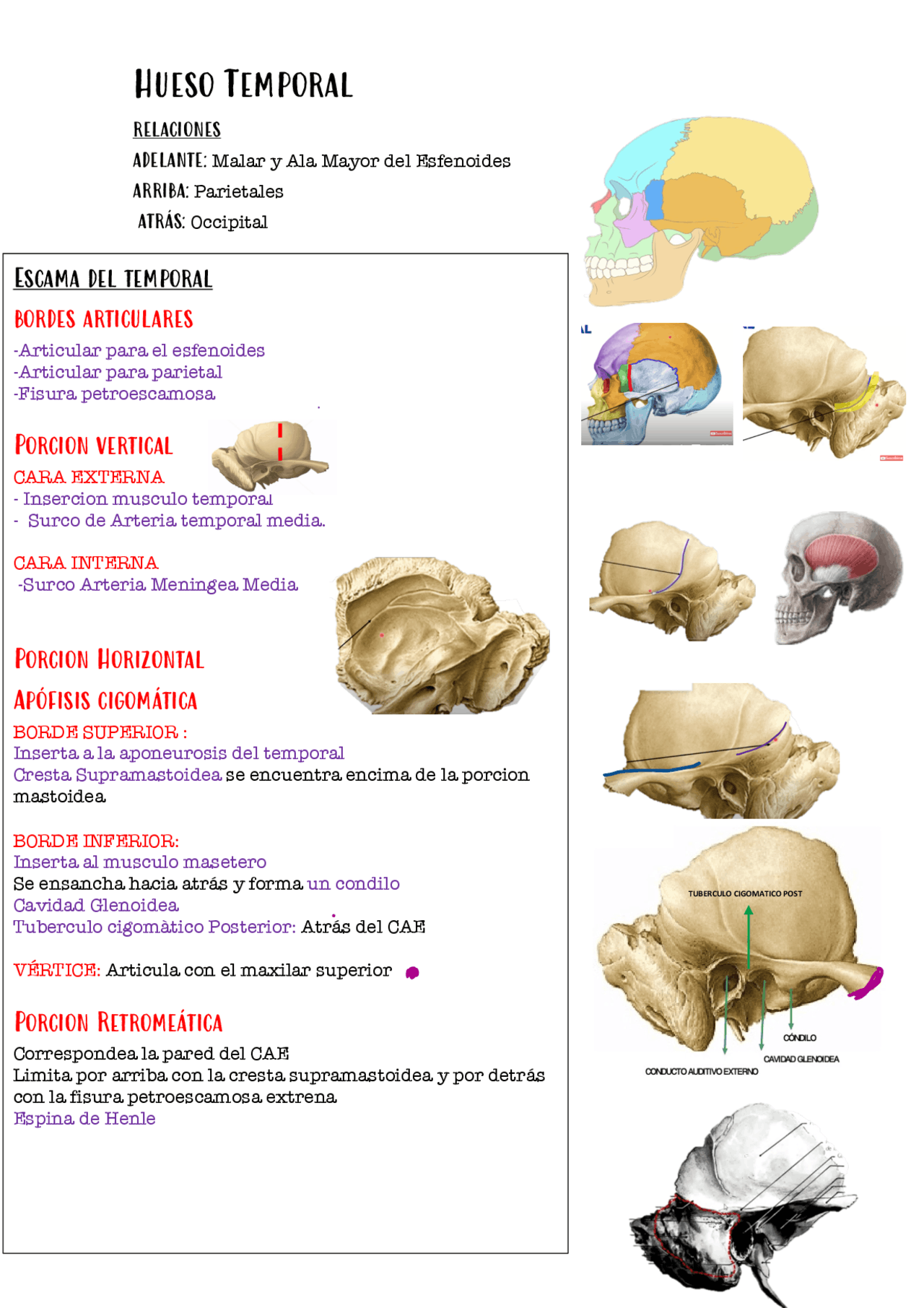 Hueso Temporal Descripción Corta y Facil con muchos dibujos. - Docsity