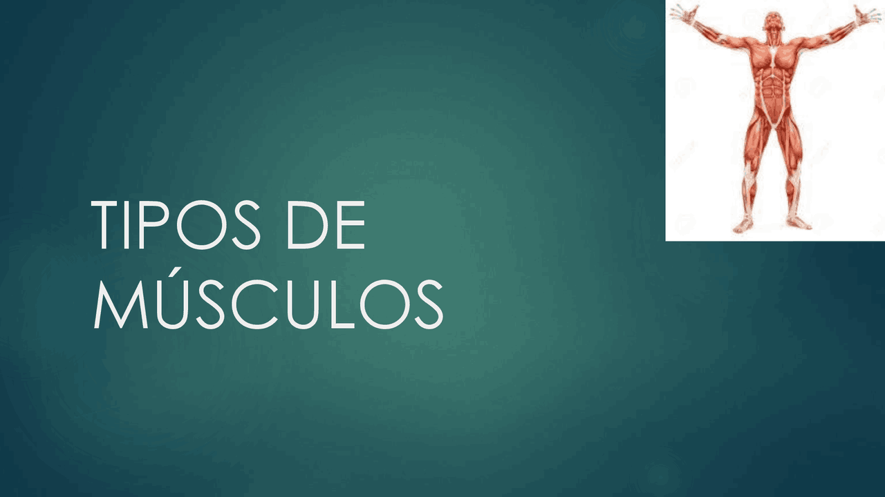 Tipos de músculos, como se dividen | Diapositivas de Anatomía | Docsity