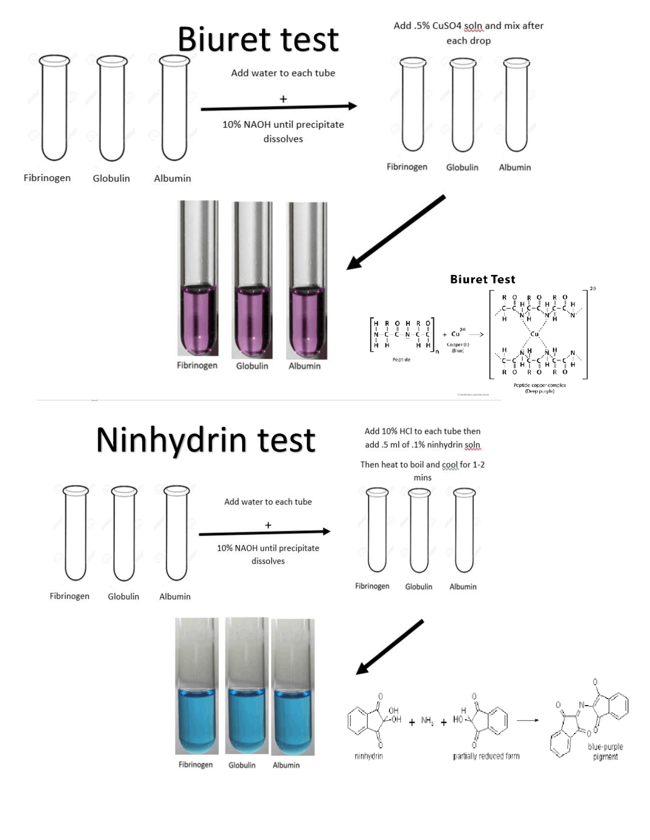 Biochemistry lab report - Docsity