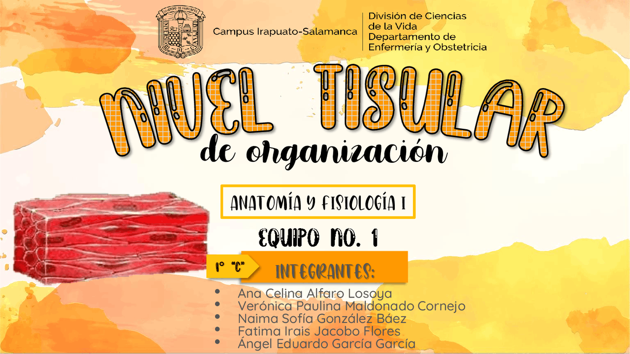 NIVEL TISULAR Y SUS NIVELES DE ORGANISACION | Resúmenes de Anatomía ...