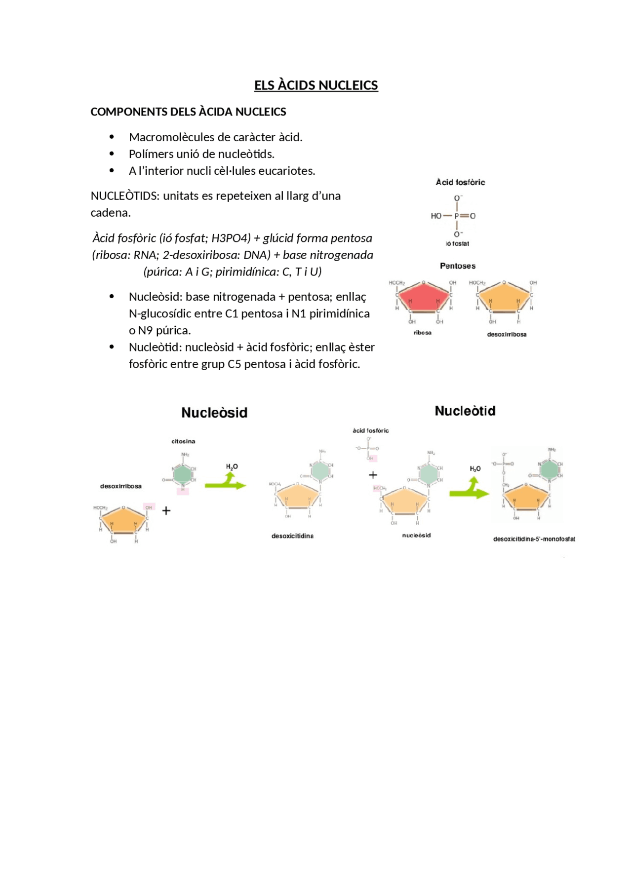 Biología Els àcids Nucleics Docsity