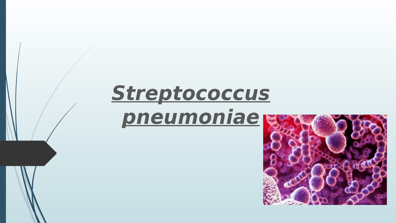 Streptococcus Pneumoniae Docsity