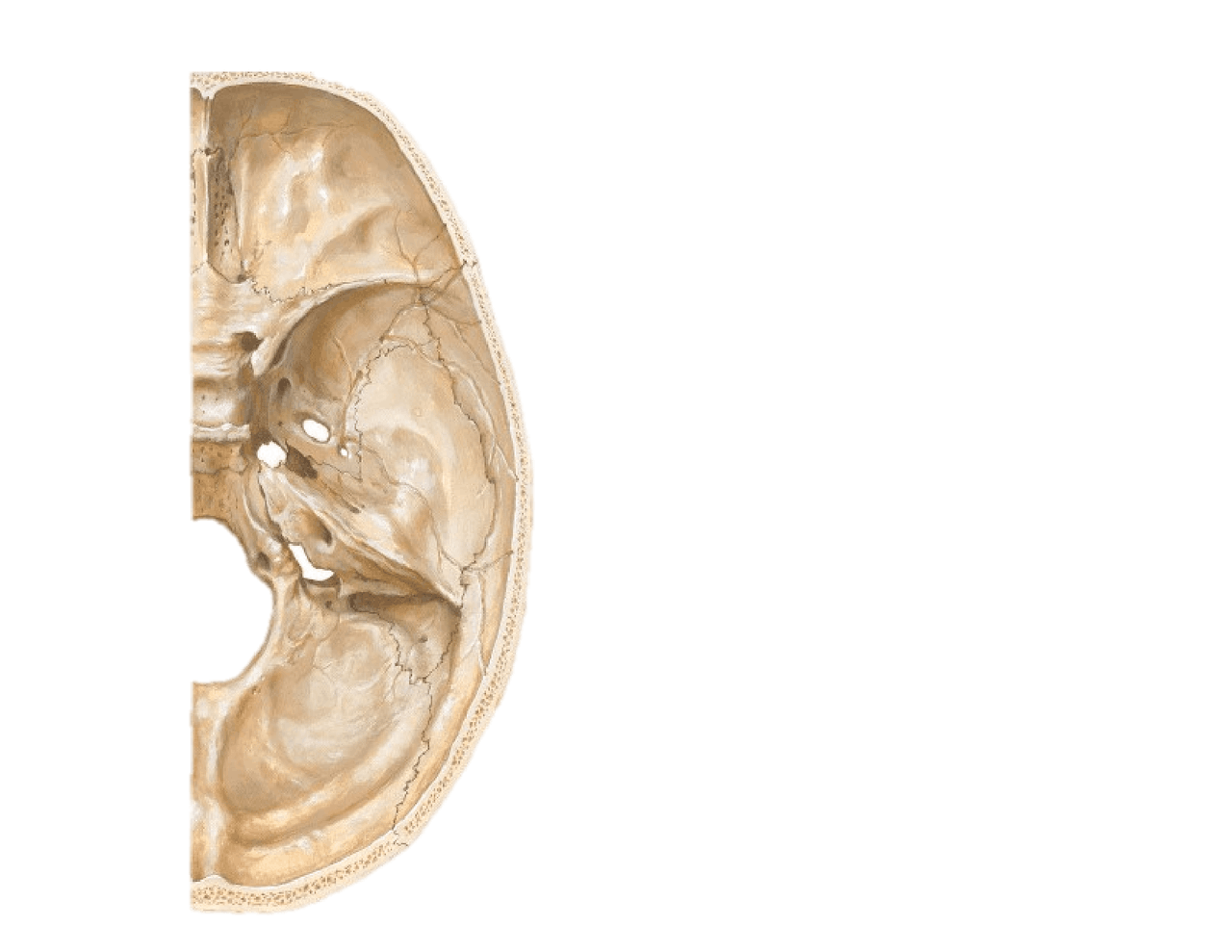 Foramenes o agujeros de la base del craneo - Docsity