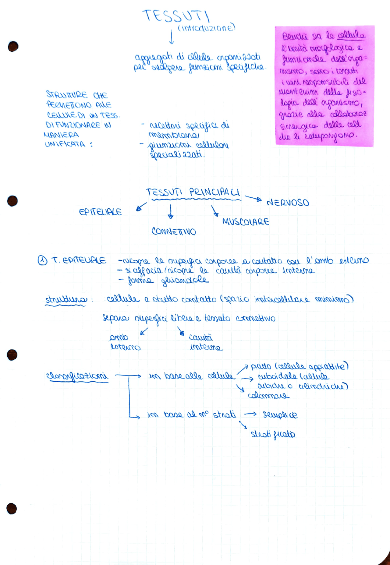 Istologia Riassunti Completi Parte 1 Docsity