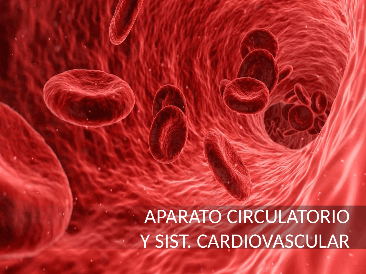 Sistema Circulatorio Docsity