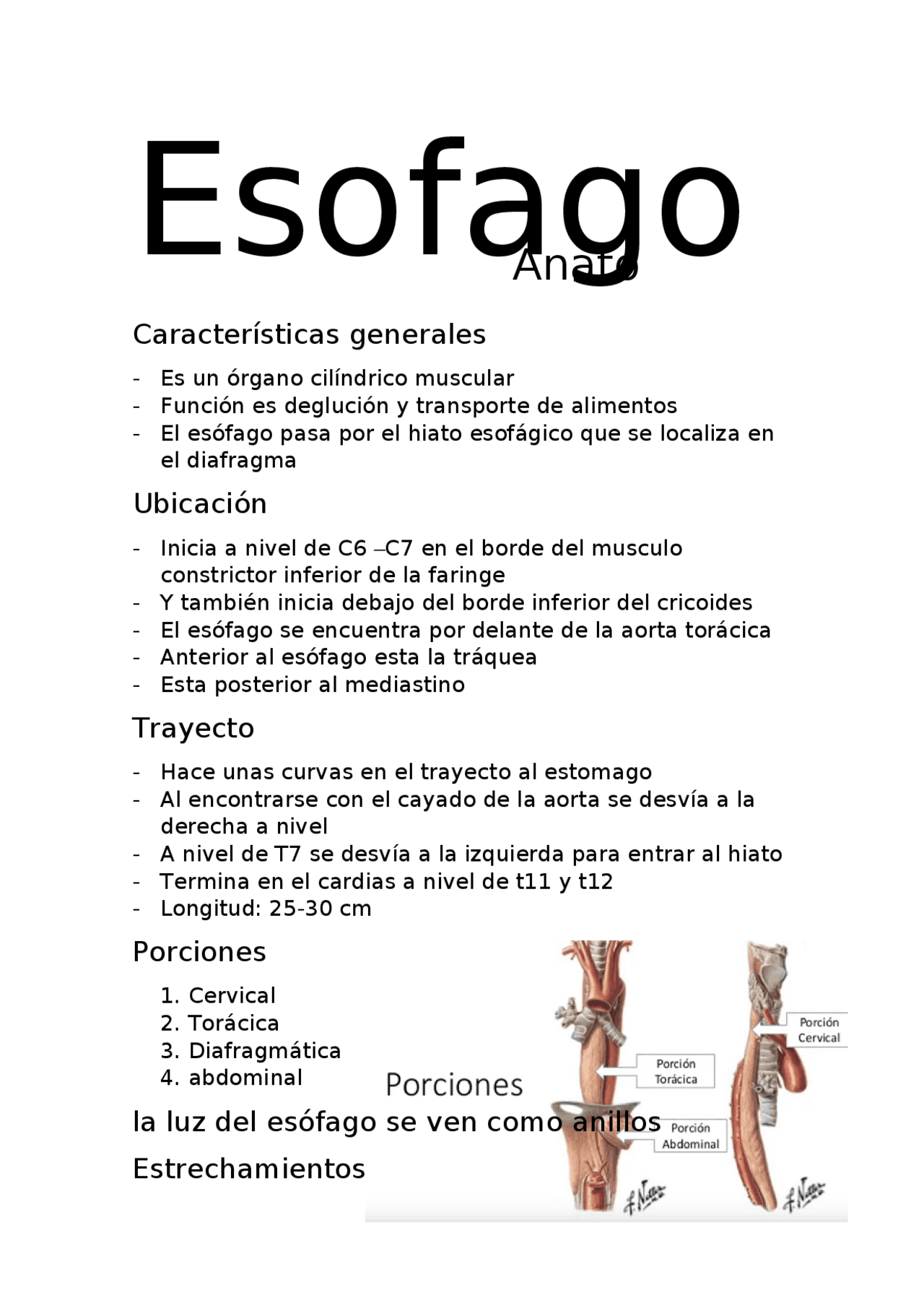 Anatomía Esófago Bazo Y Estomago Resúmenes De Anatomía Docsity