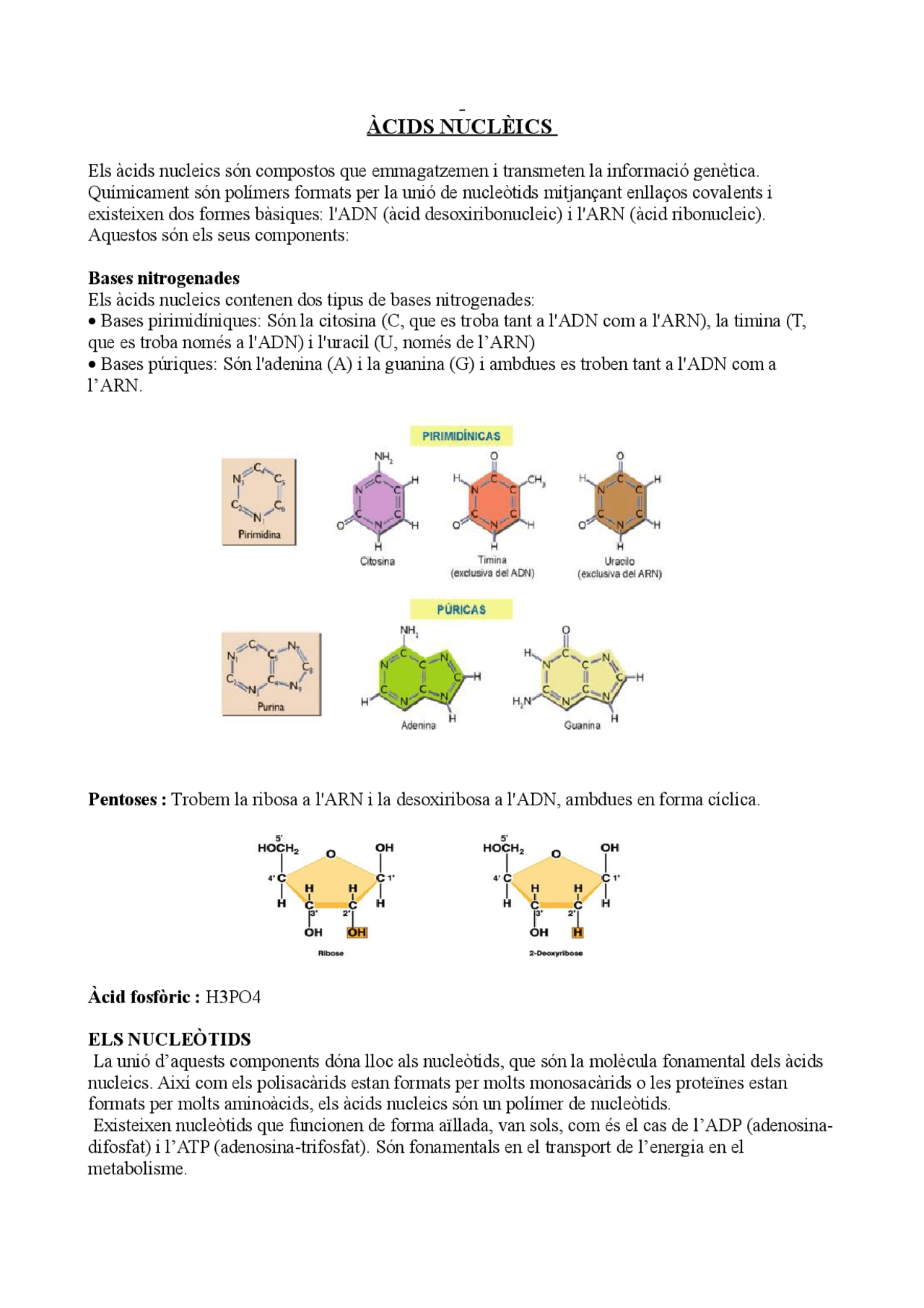 Biologia Unitat 5 Àcids NuclÈics Docsity